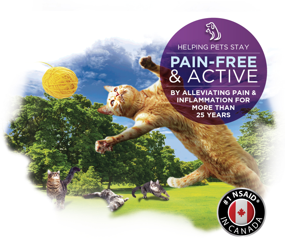 Metacam Dose Calculator Oral Suspension Cats - PetlifeCA